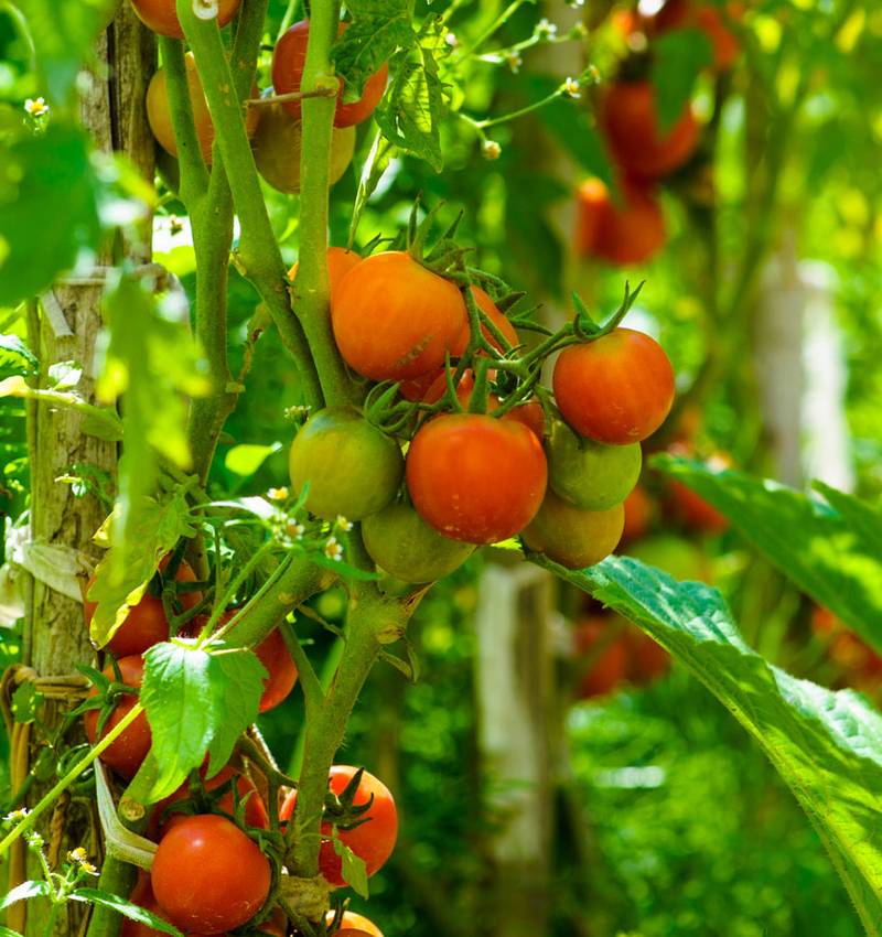 La coltivazione del pomodoro da salsa alla moda parmigiana (2) | Pomi ...