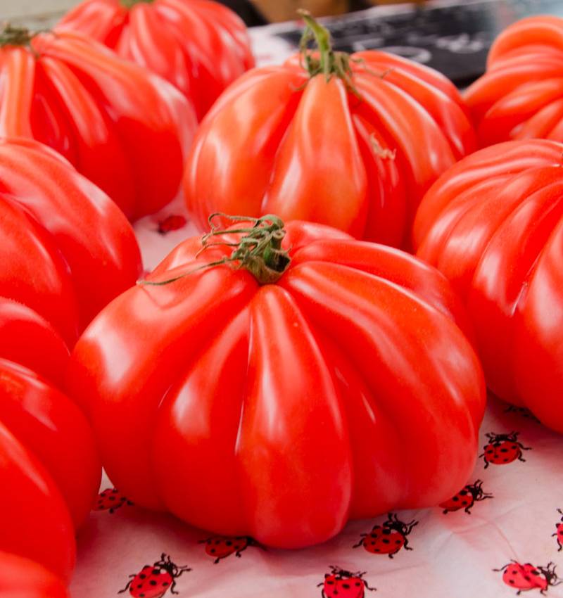 Pomodoro Cuor di Bue, il Re degli Ortaggi | Pomi Italia
